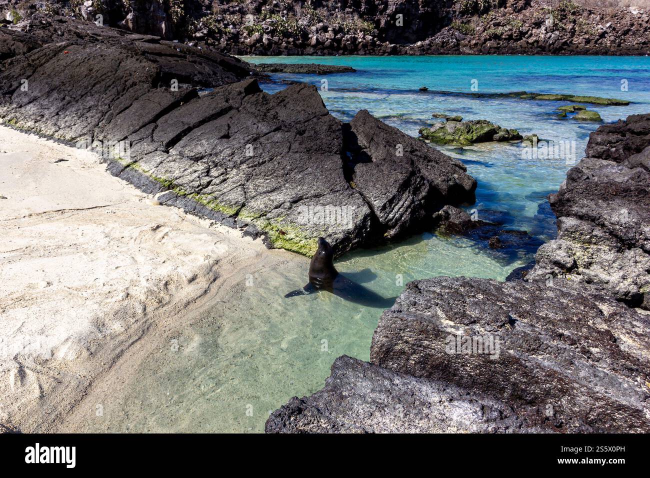 Galápagos sea lion (Zalophus wollebaeki) resting in a shallow tidal ...