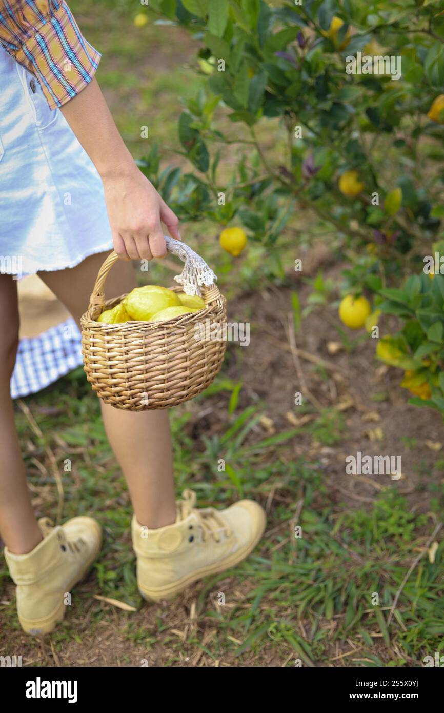 Fresh yellow ripe lemons on tree. Growing Lemon with Basket full of ...