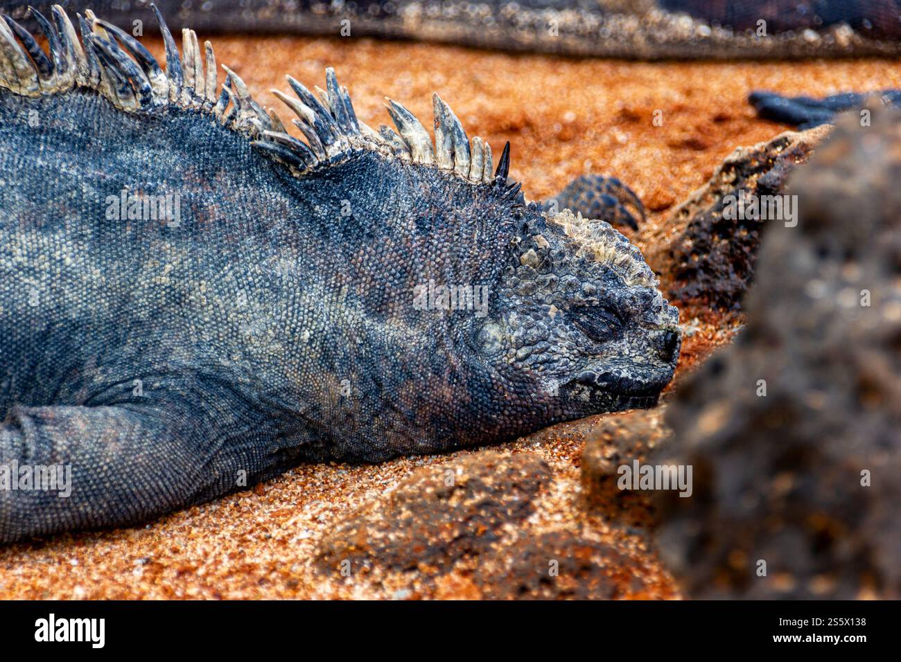 Marine iguana (Amblyrhynchus cristatus) resting on the reddish sand of ...
