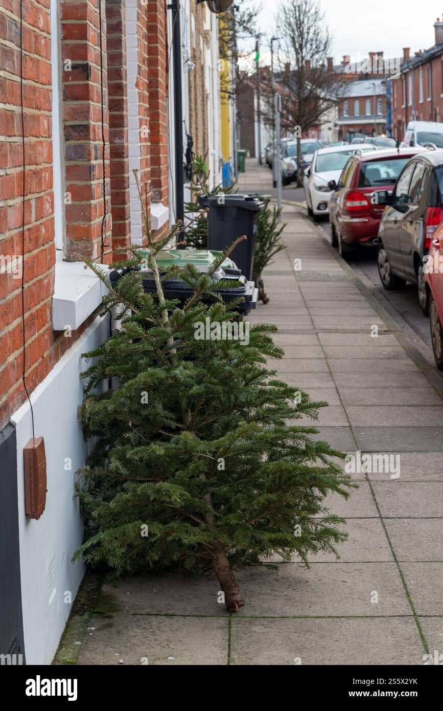The after effects of Christmas. Trees abandoned and thrown out on the ...