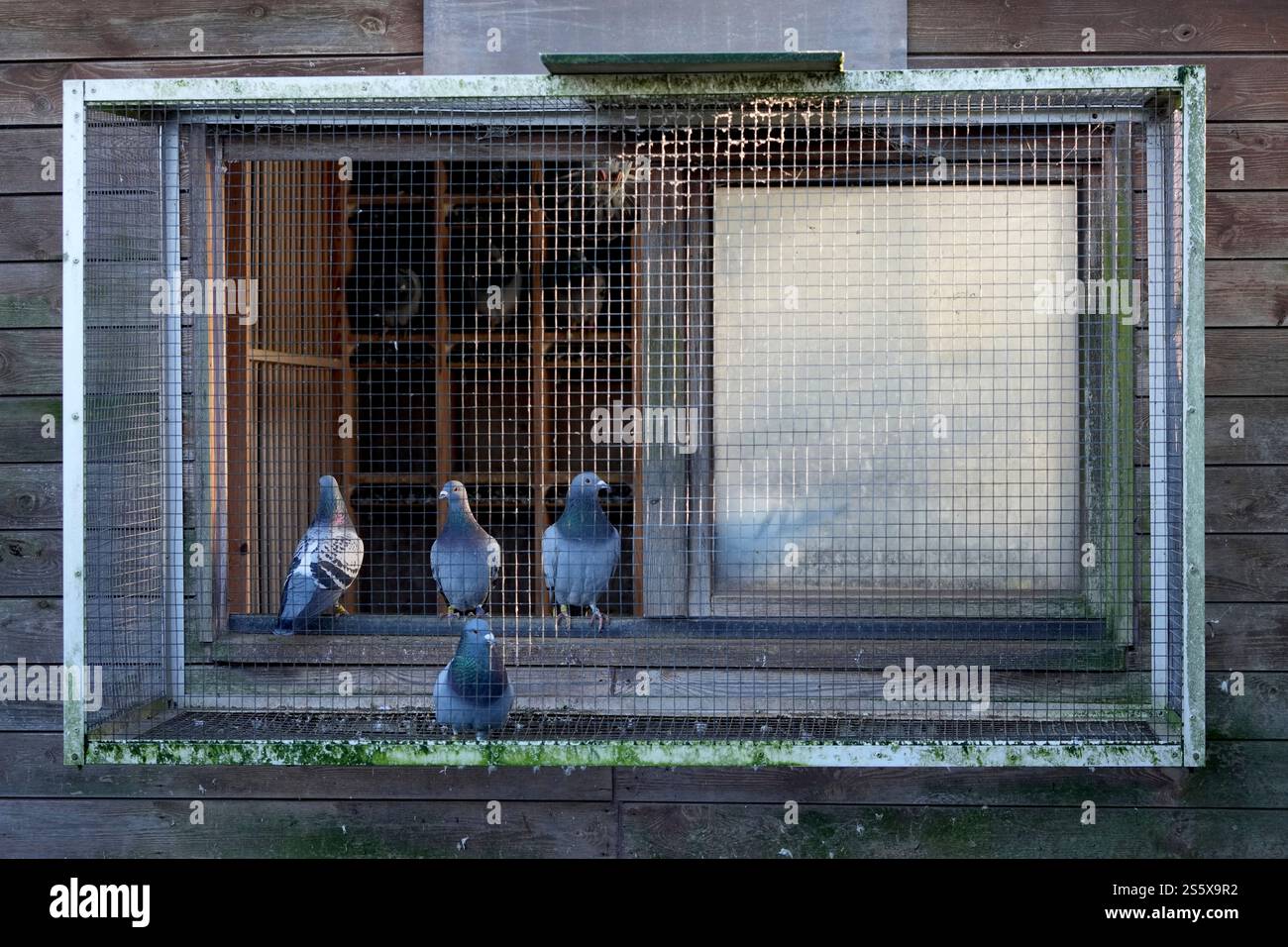 Pigeons perch inside of their loft in Ranst, Belgium, Monday, Jan. 13 ...