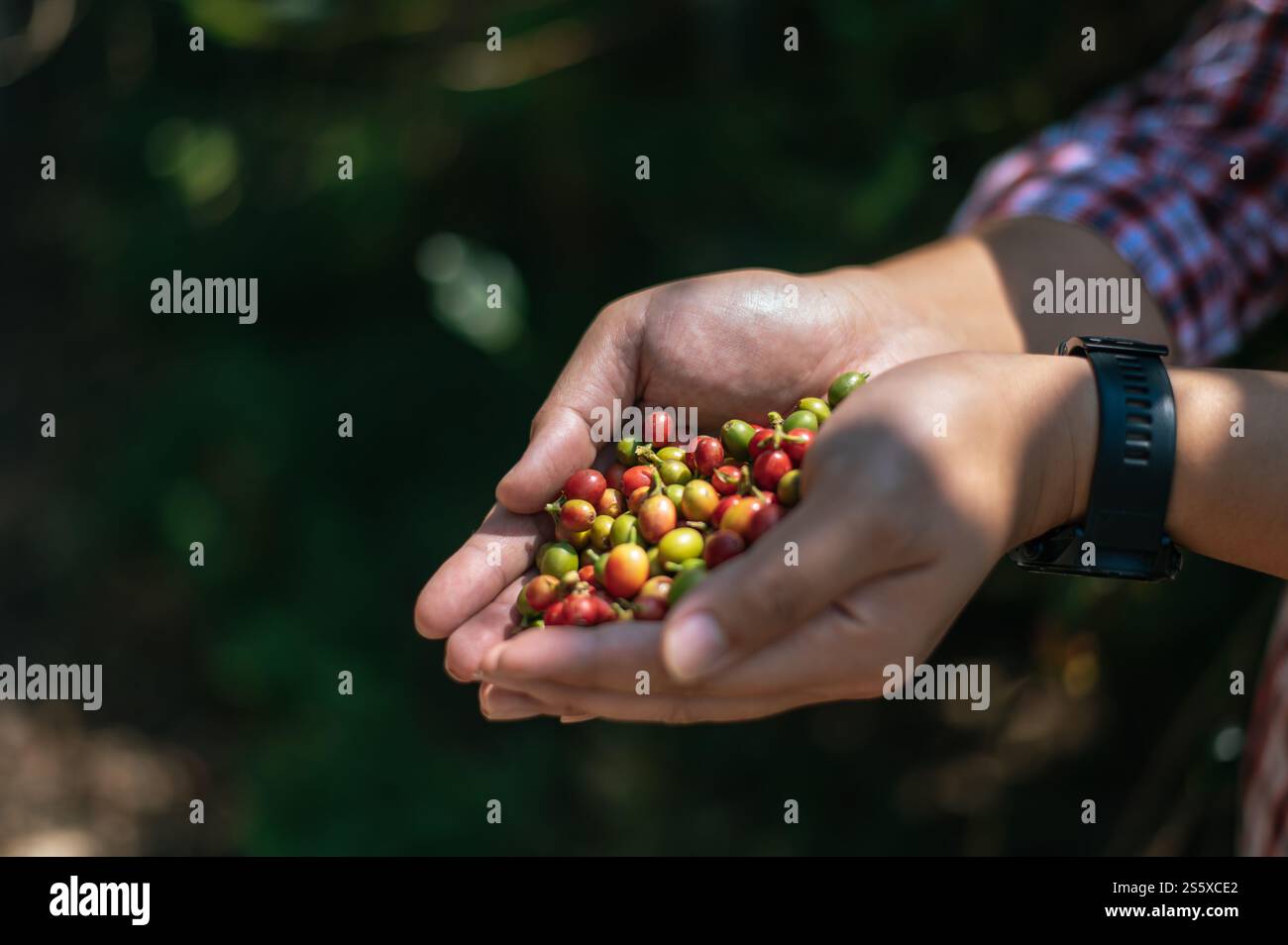 Close-up of agriculturist hands holding fresh arabica coffee berries in ...