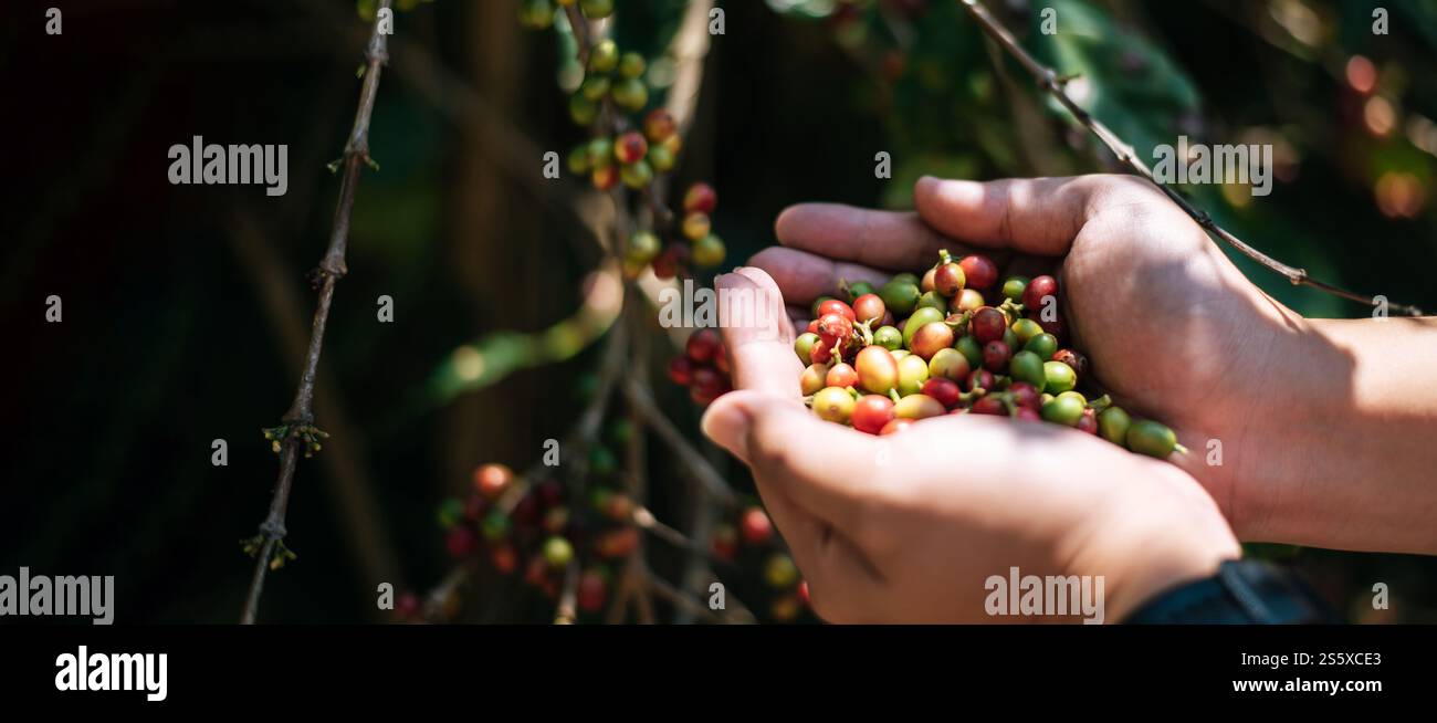 Close-up of agriculturist hands holding fresh arabica coffee berries in ...