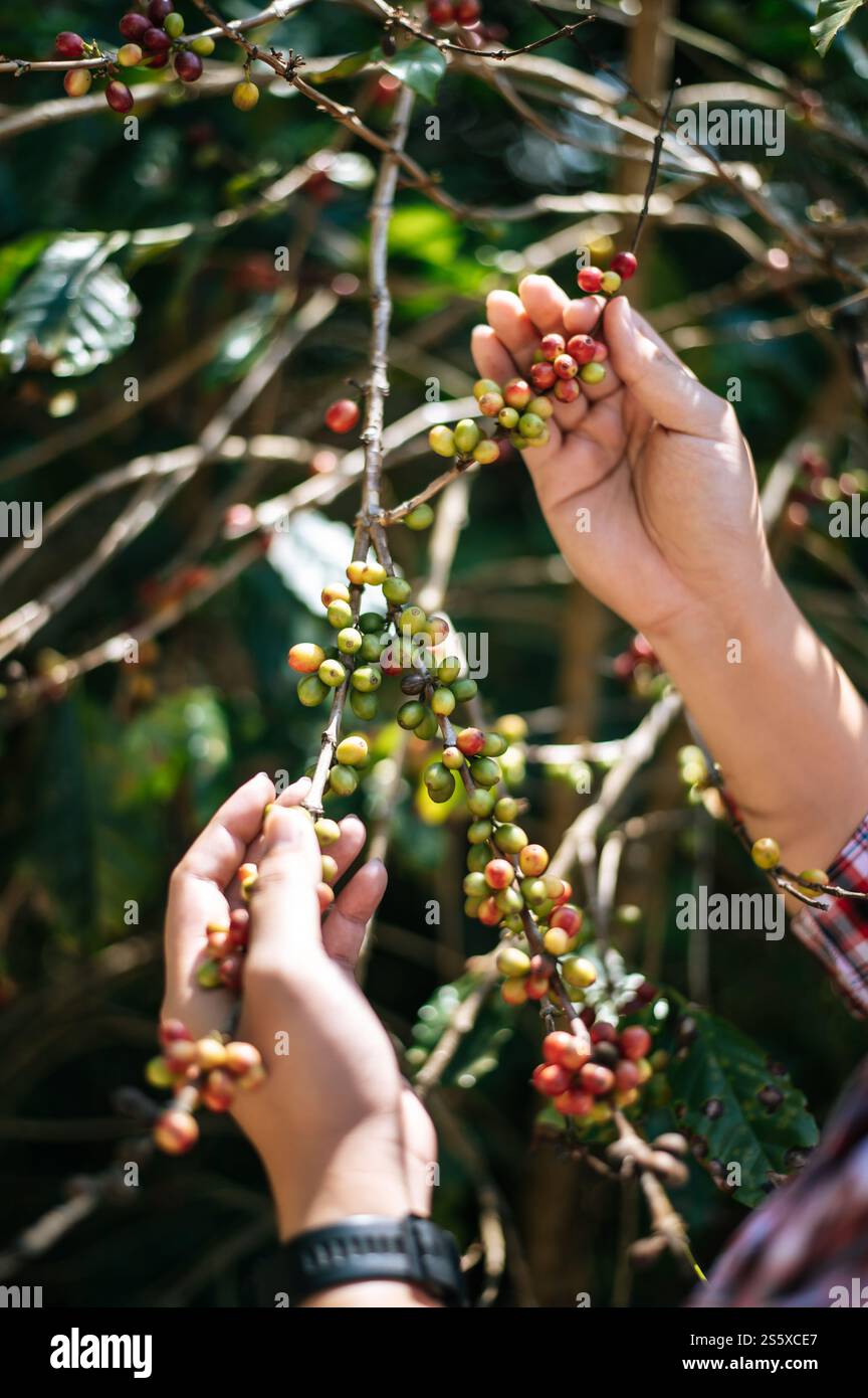 Close-up of agriculturist hands holding fresh arabica coffee berries in ...