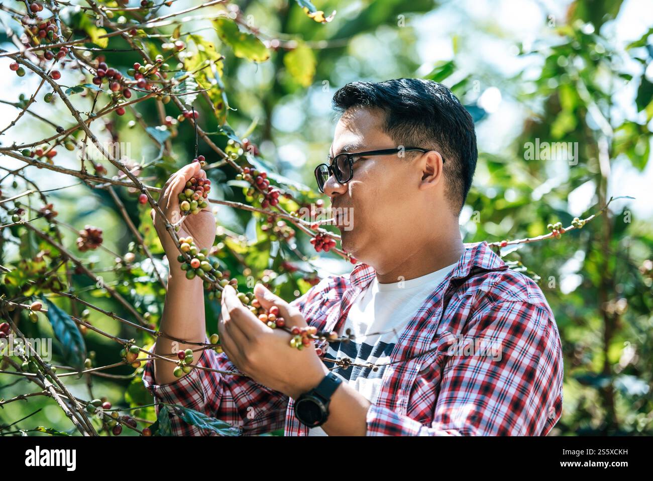 Portrait of Asian coffee picker man. Farmer picking coffee bean in ...