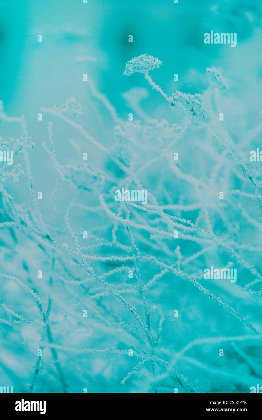 On a cold winter day, the delicate stems of wilted wildflowers are ...