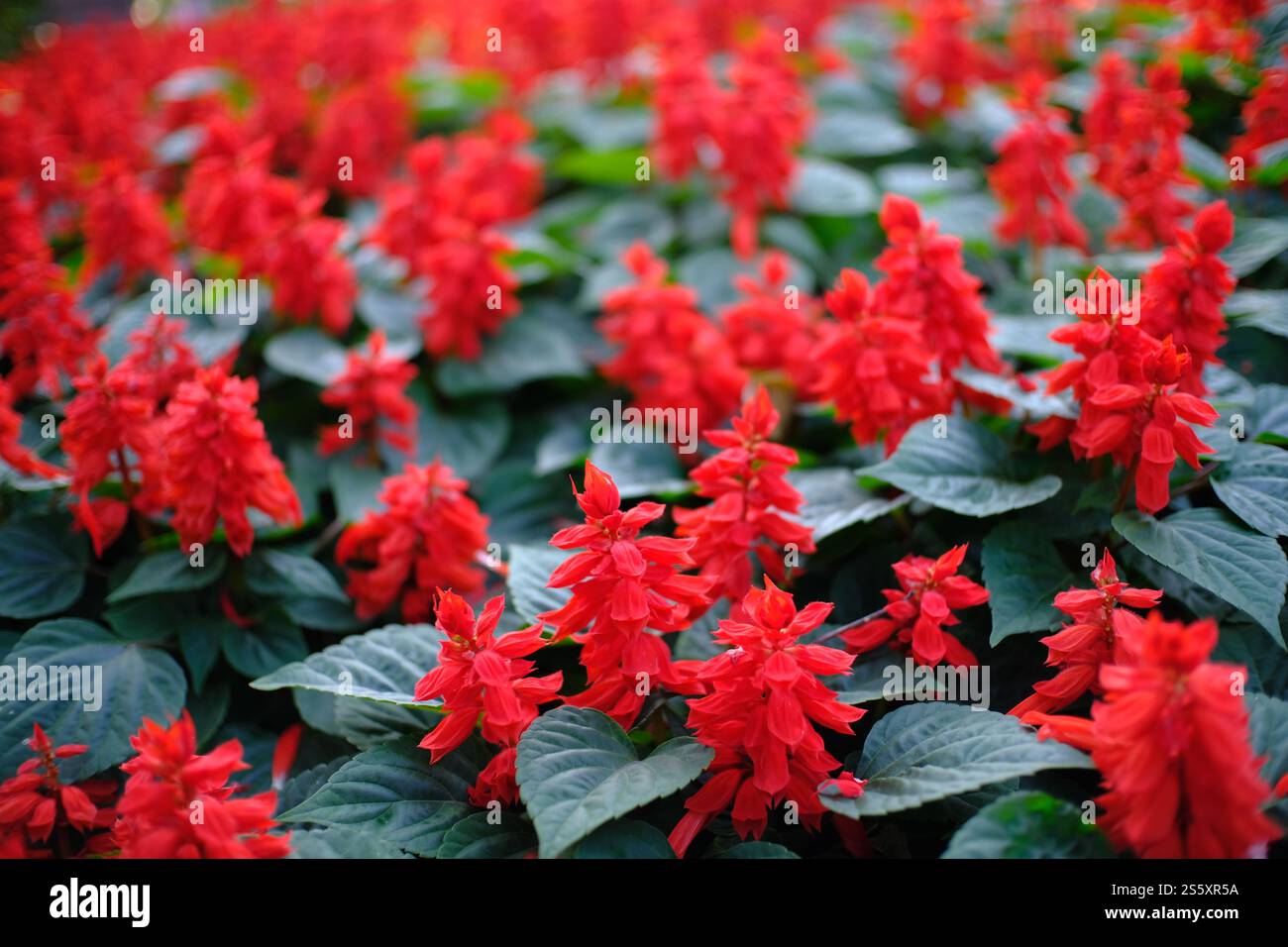 Beautiful nature red flower for background Stock Photo - Alamy