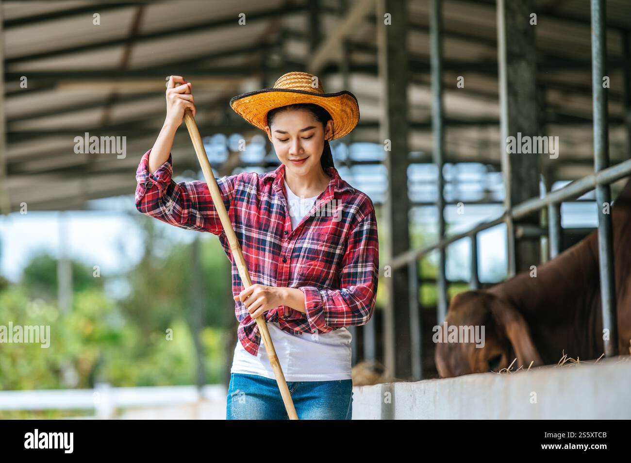 Portrait of Happy young Asian farmer woman sweeping floor at cow farm ...