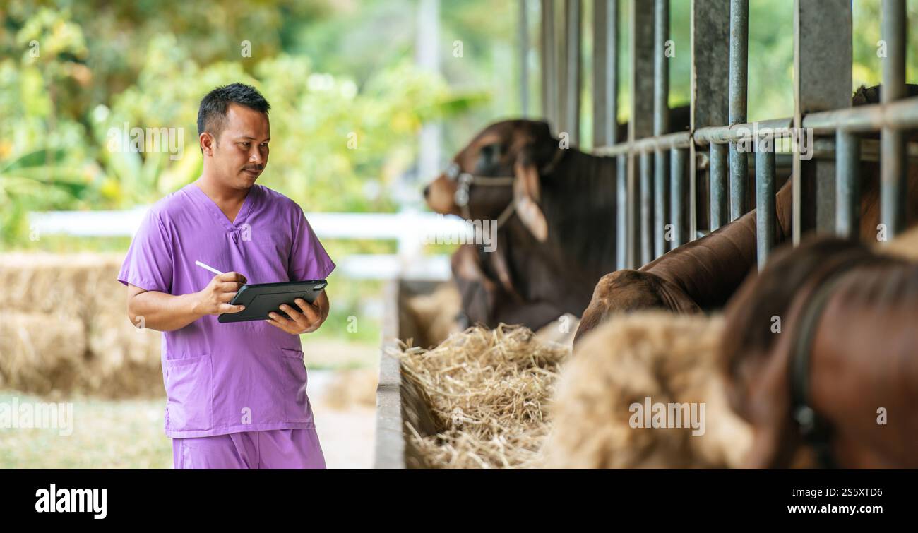 Asian young farmer man with tablet pc computer and cows in cowshed on ...