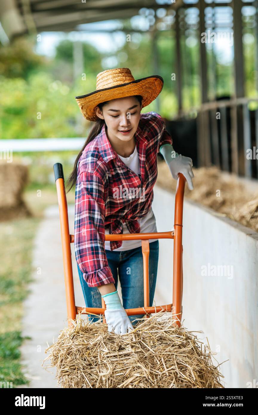 Portrait of Happy Asian farmer woman feeding cows in cowshed on dairy ...