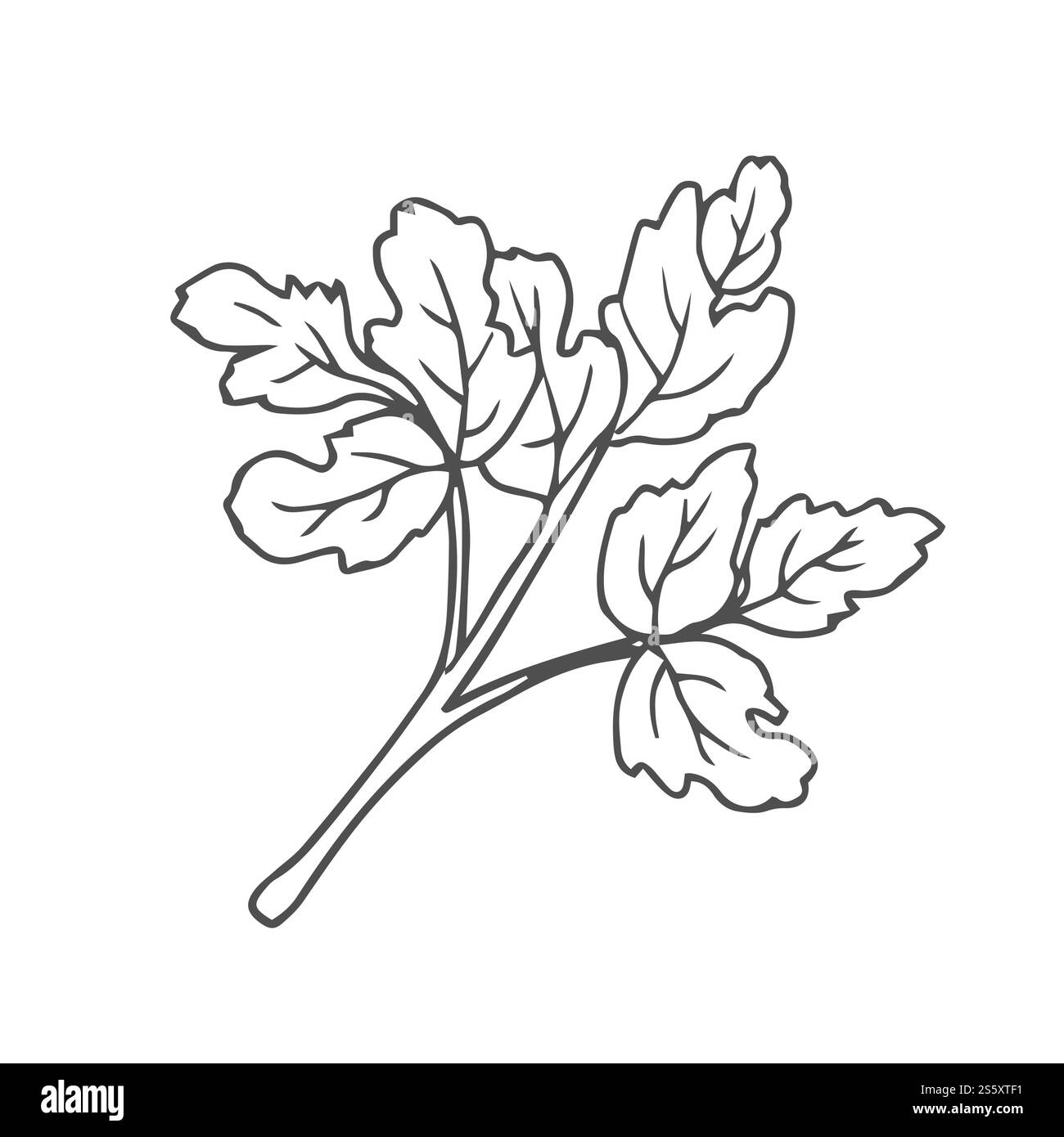 Parsley leaves black doodle line sketch isolated on white background ...