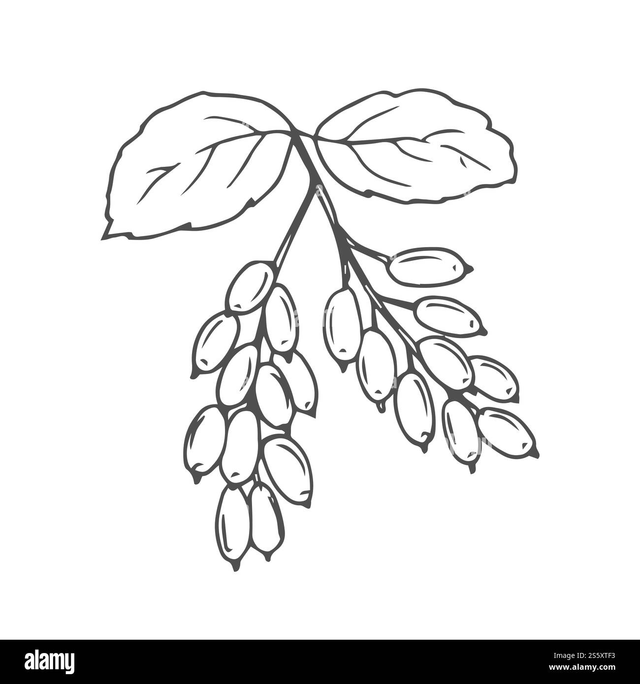 Fall nutrition Black and White Stock Photos & Images - Alamy