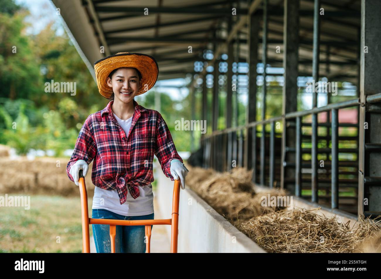 Portrait of Happy Asian farmer woman feeding cows in cowshed on dairy ...