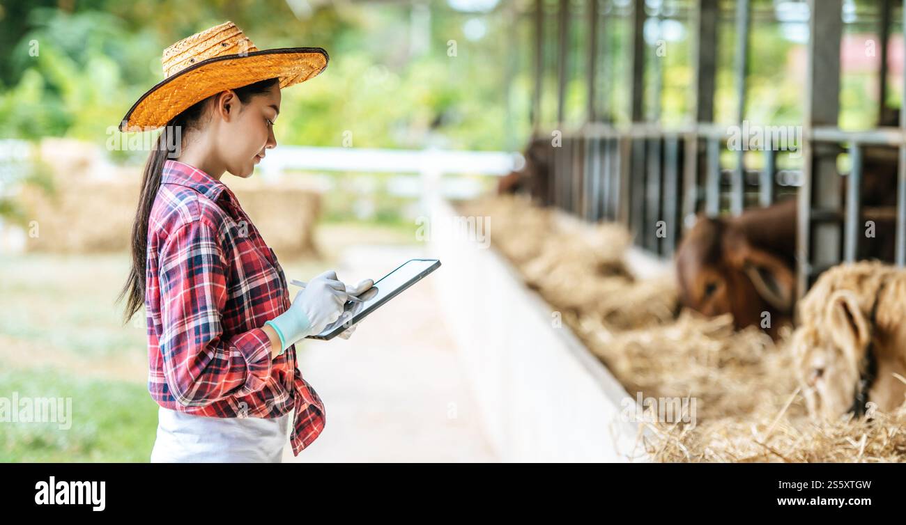 Asian young farmer woman with tablet pc computer and cows in cowshed on ...