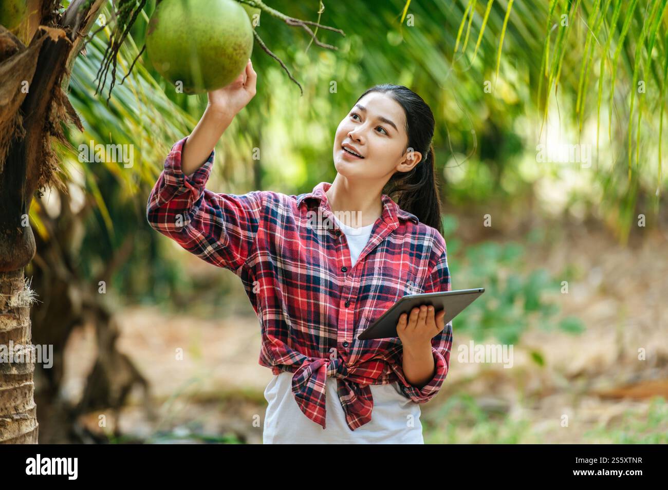 Portrait of Happy Asian young farmer woman check quality of coconut in ...
