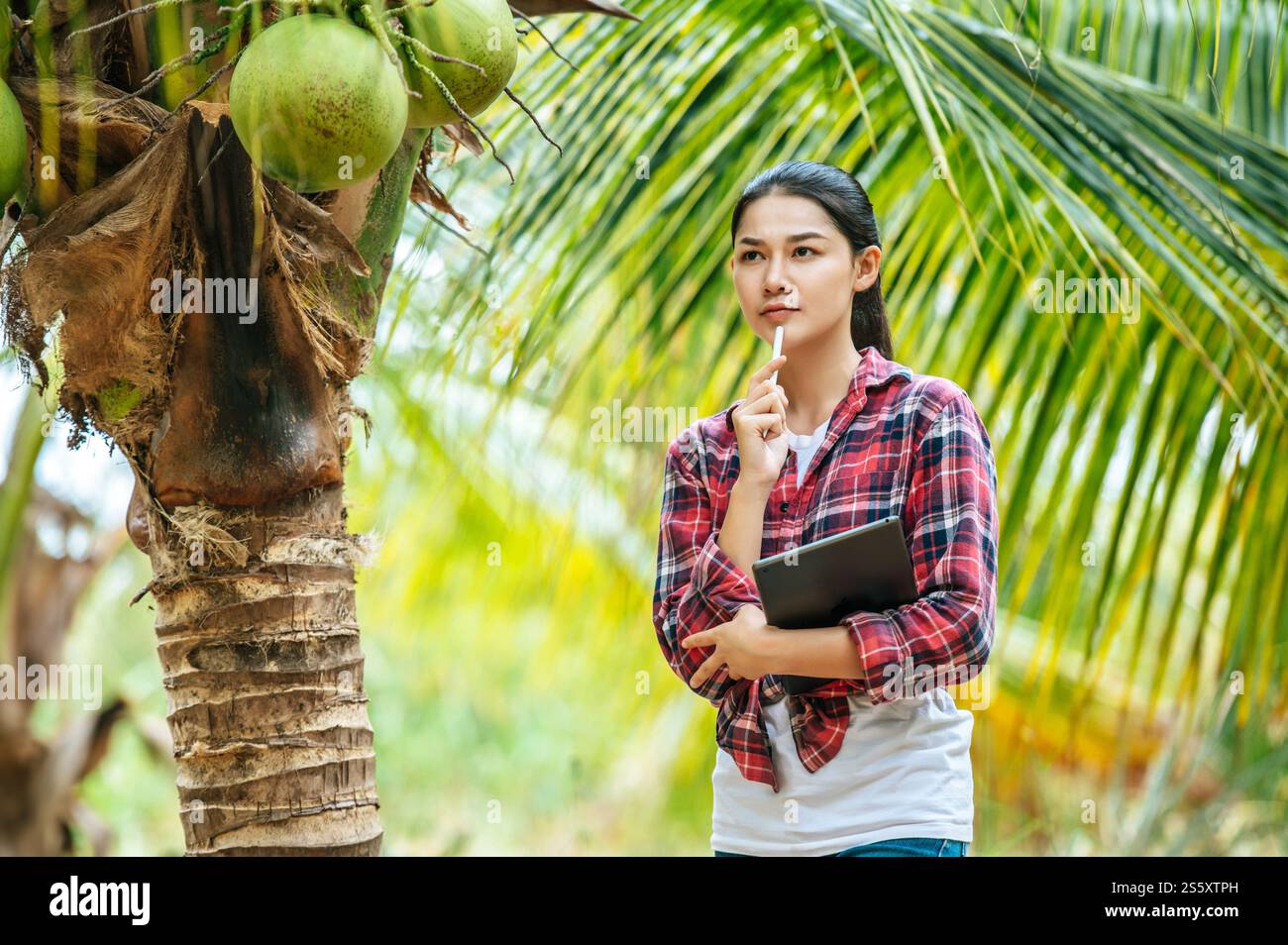 Portrait of Happy Asian young farmer woman check quality of coconut in ...