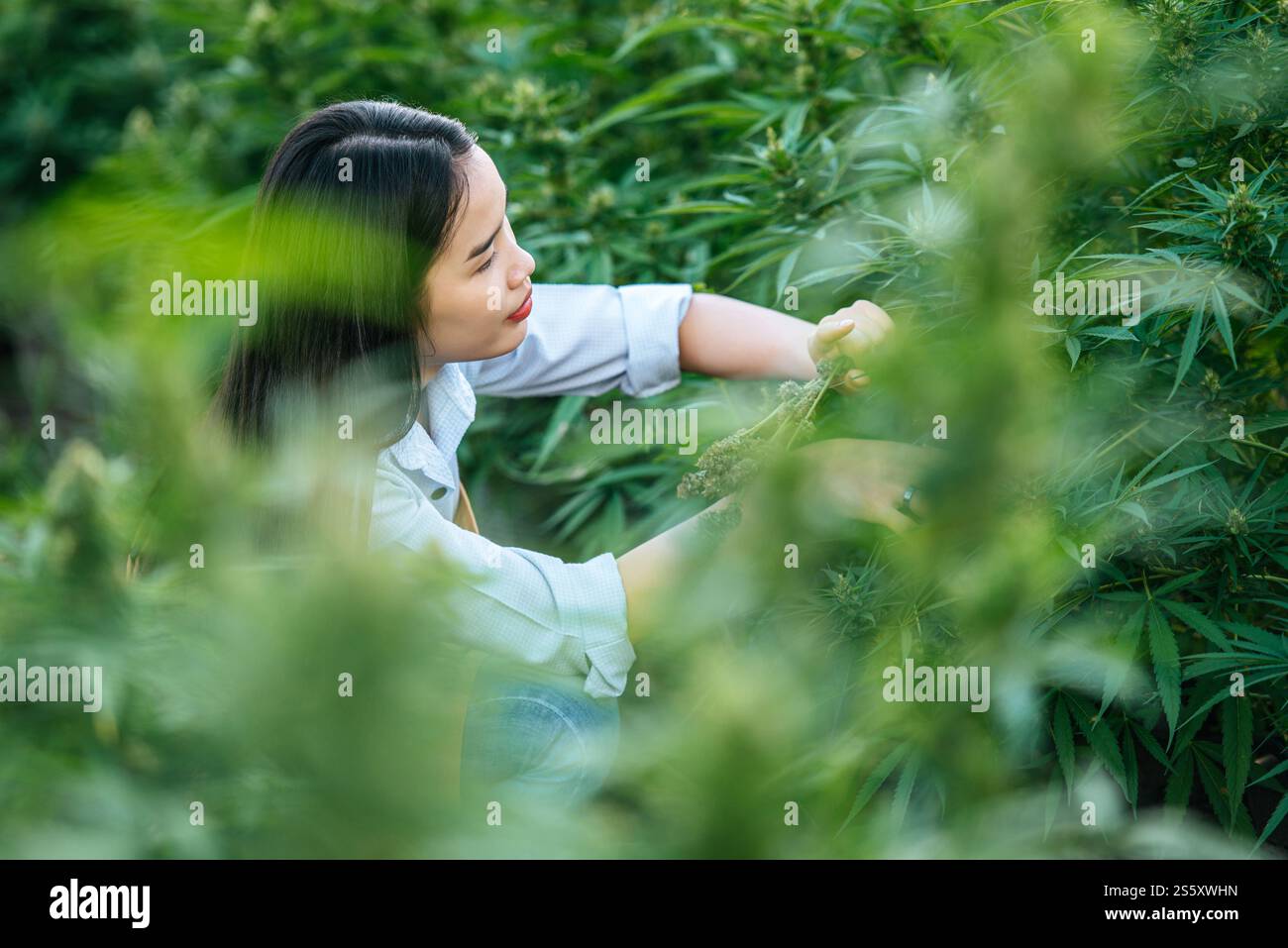 Portrait of Asian woman marijuana researcher checking marijuana ...