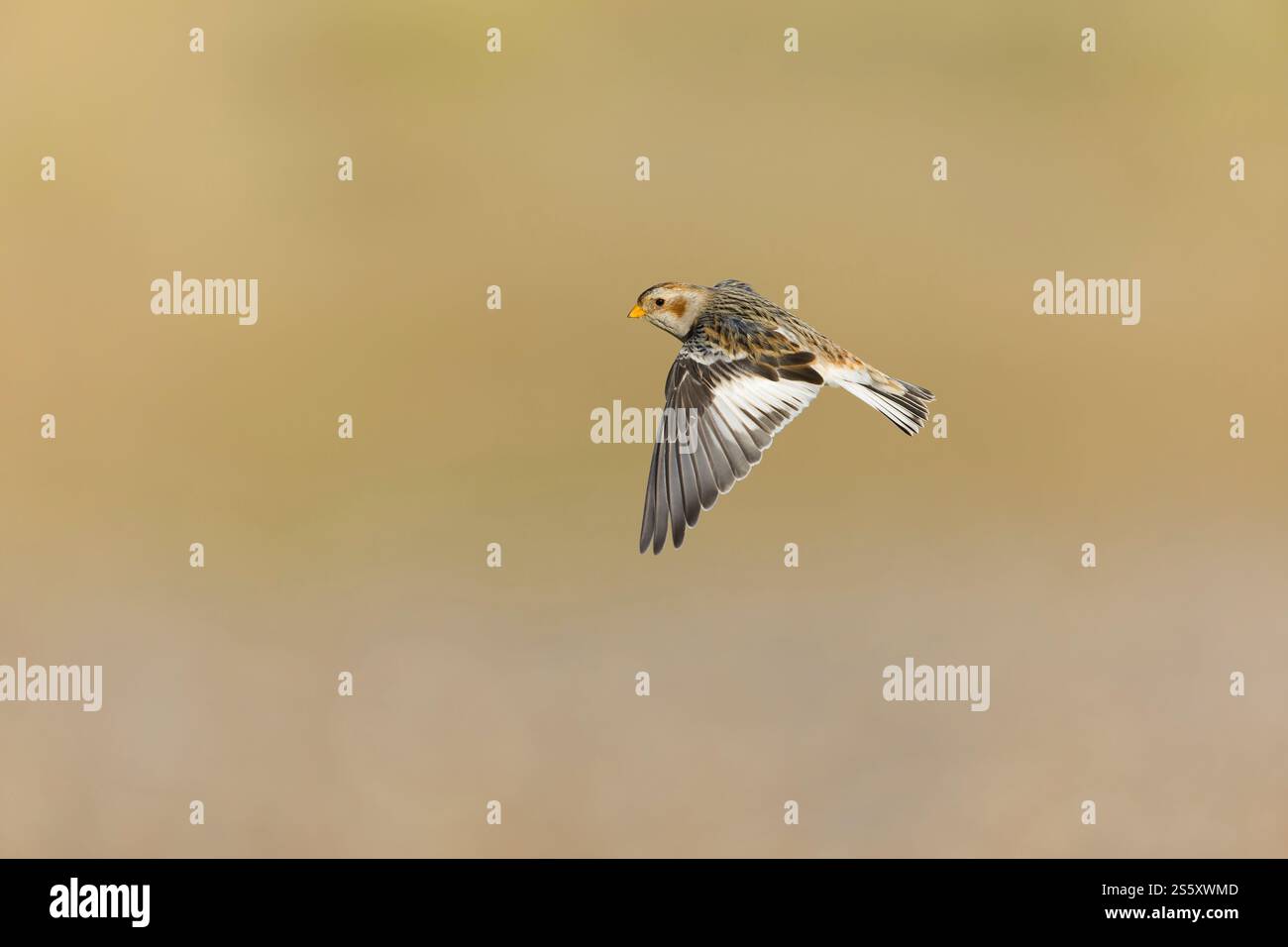 Snow bunting Plectrophenax nivalis, 1st winter plumage flying, Suffolk ...