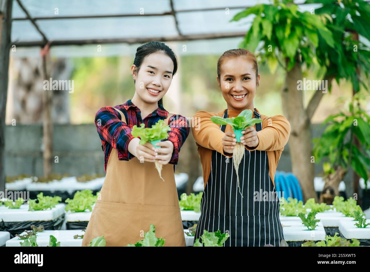 Portrait of Happy Young Asian girls farmer checking fresh green oak ...