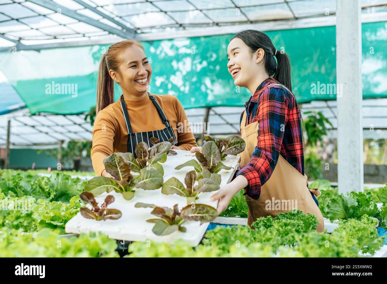 Portrait of Happy Young Asian girls farmer checking fresh green oak ...