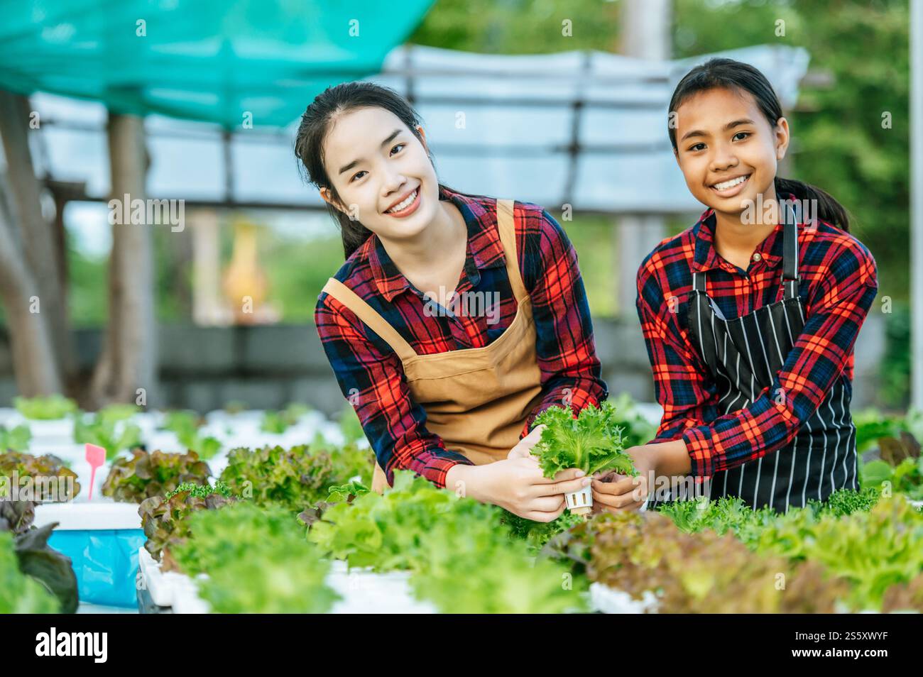 Portrait of Happy Young Asian girls farmer checking fresh green oak ...