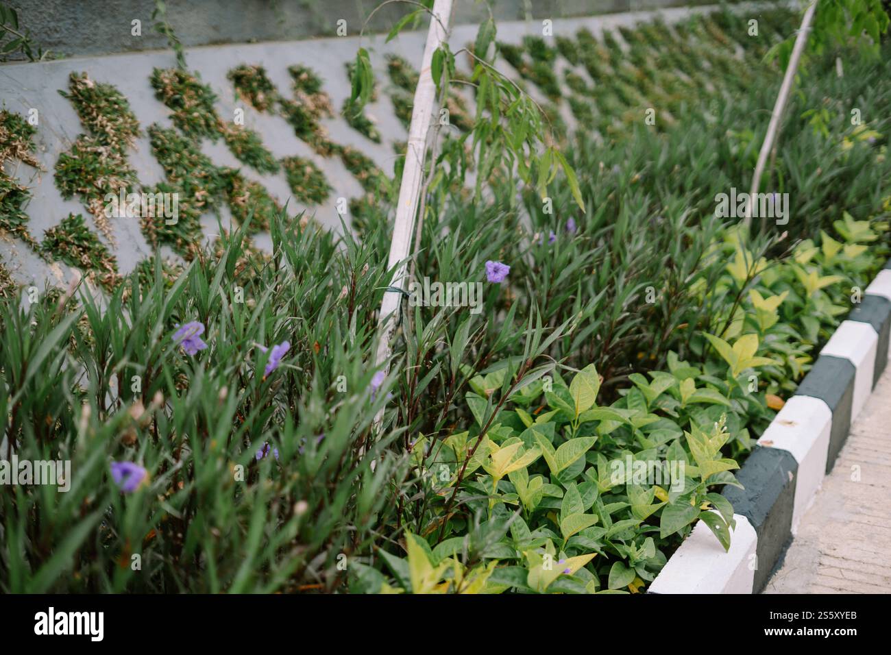Purple flowers and lush greenery along a paved pathway, creating a ...