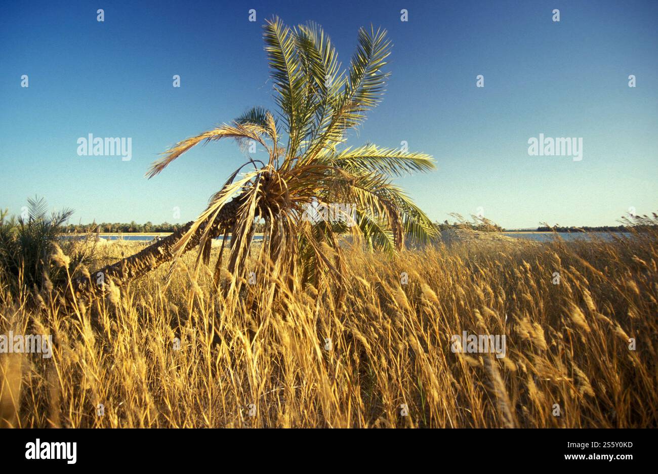 Dates Palm Trees at a Dates Plantation in of the Town and Oasis of ...