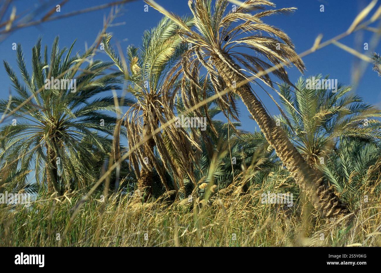 Dates Palm Trees at a Dates Plantation in of the Town and Oasis of ...