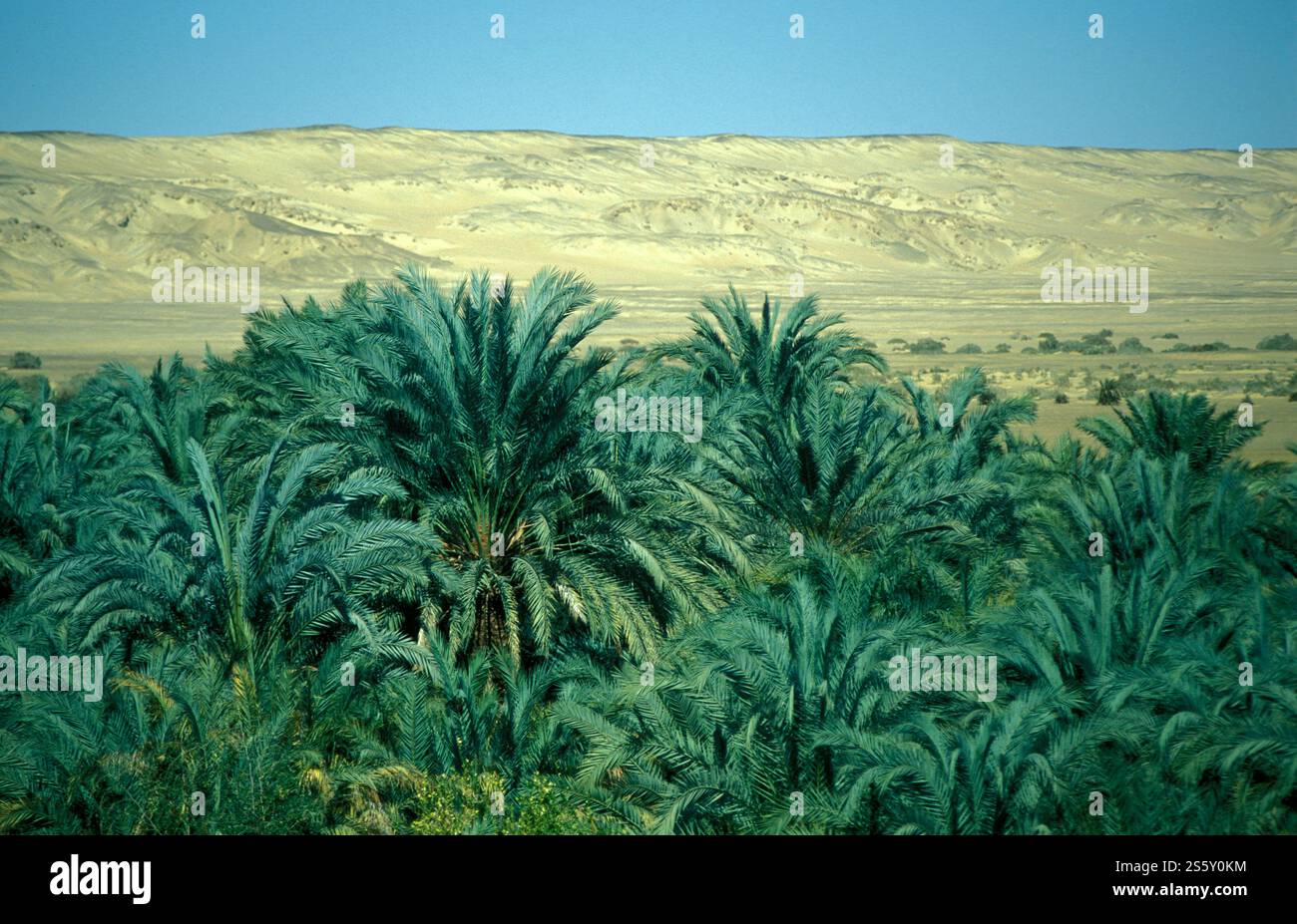 Dates Palm Trees at a Dates Plantation in of the Town and Oasis of ...