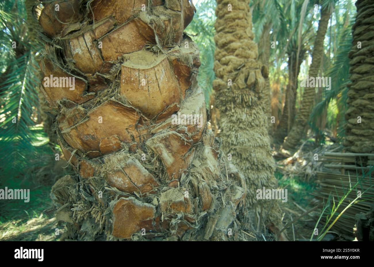Dates Palm Trees at a Dates Plantation in of the Town and Oasis of ...