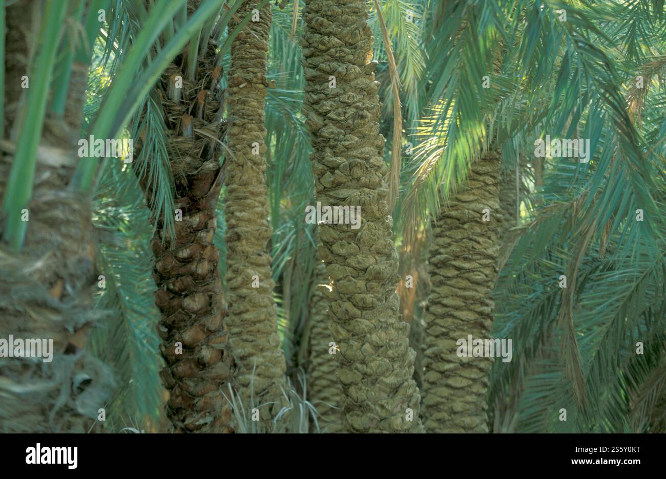 Dates Palm Trees at a Dates Plantation in of the Town and Oasis of ...