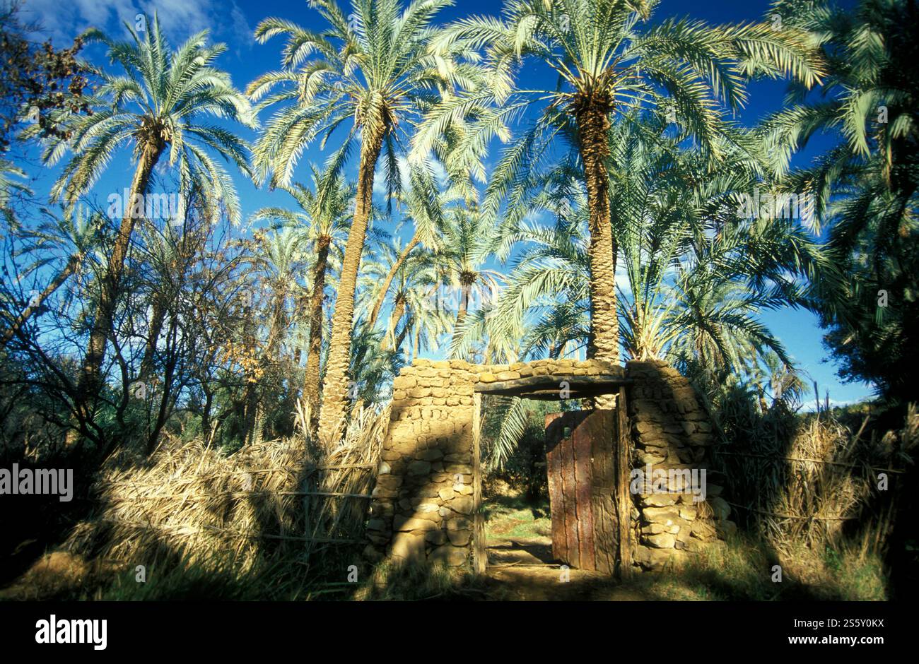 Dates Palm Trees at a Dates Plantation in of the Town and Oasis of ...