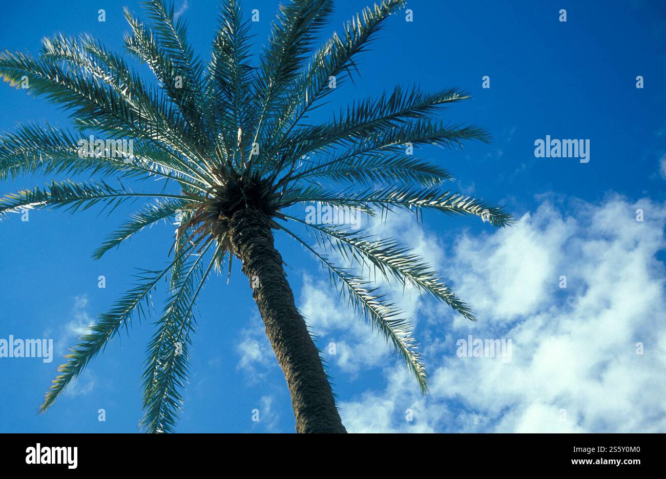 Dates Palm Trees at a Dates Plantation in of the Town and Oasis of ...