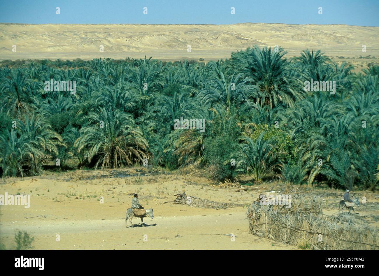 Dates Palm Trees at a Dates Plantation in of the Town and Oasis of ...