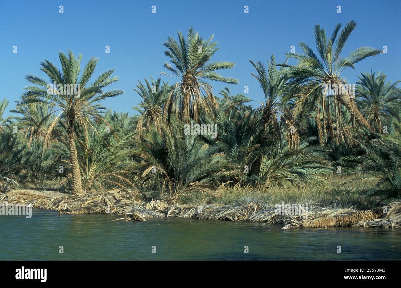 Dates Palm Trees at a Dates Plantation in of the Town and Oasis of ...