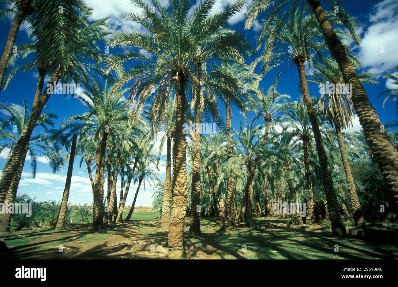 Dates Palm Trees at a Dates Plantation in of the Town and Oasis of ...