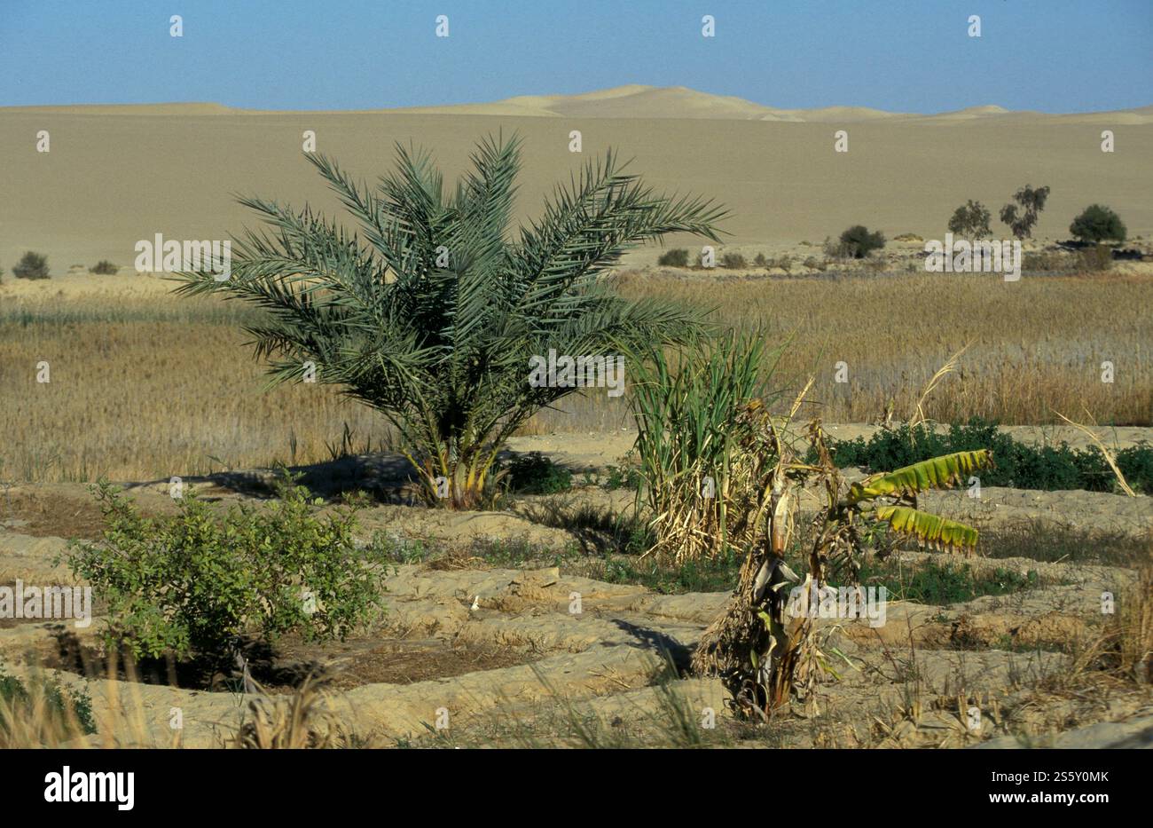 Dates Palm Trees at a Dates Plantation in of the Town and Oasis of ...