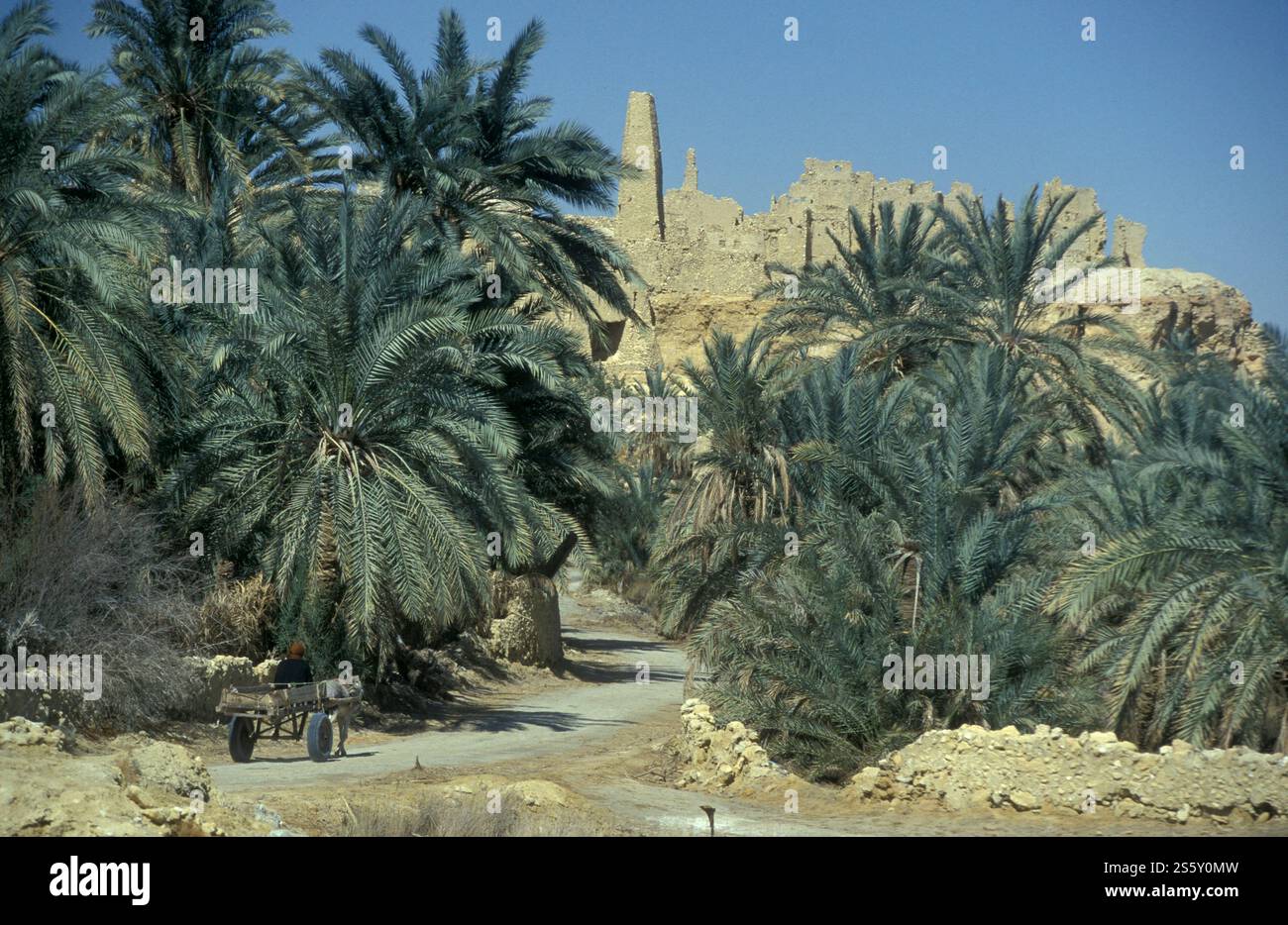 the old Village of Siwa in the Libyan or estern Desert of Egypt in ...