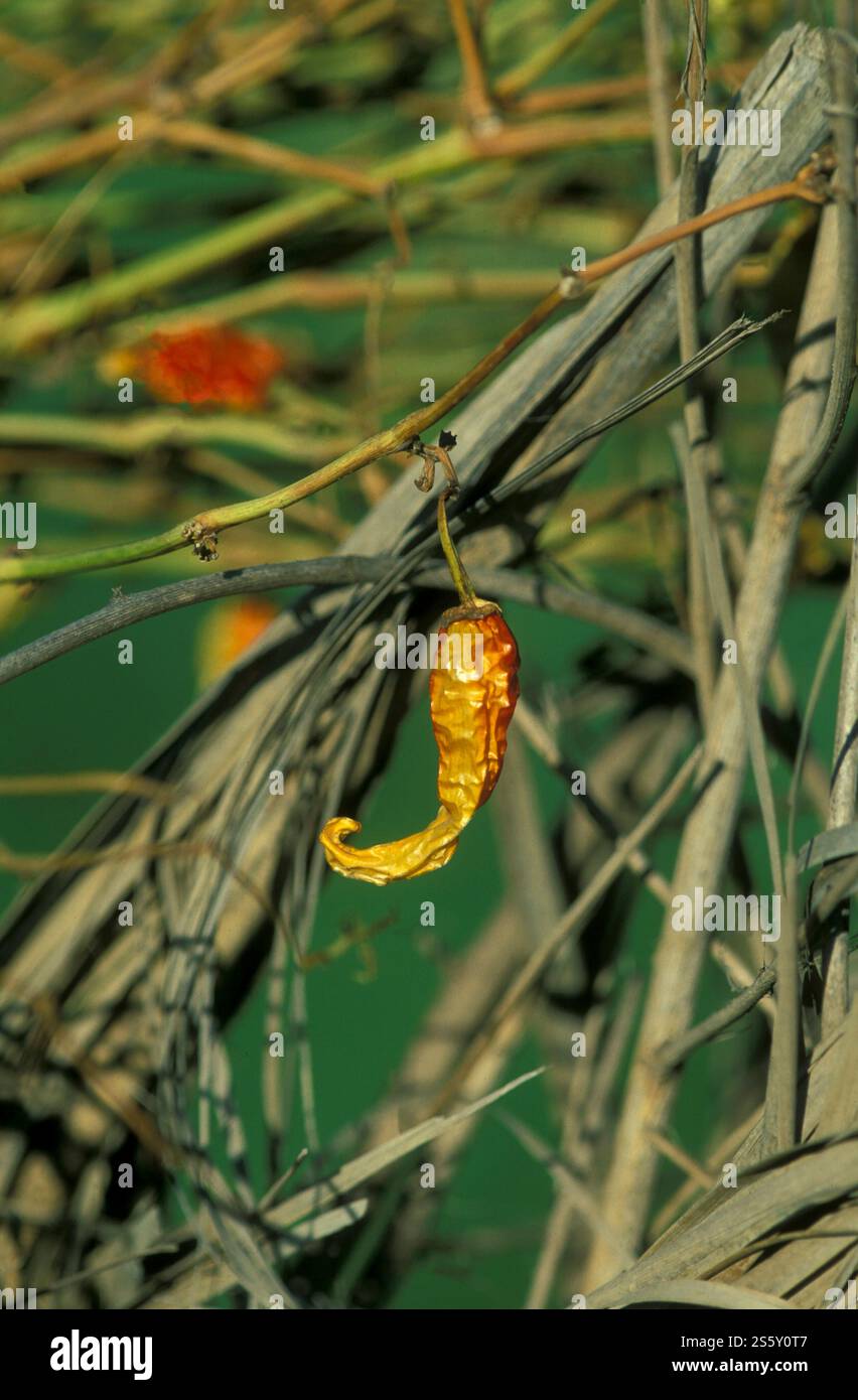 a dry chili at a farm in the old Village of Siwa in the Libyan or ...