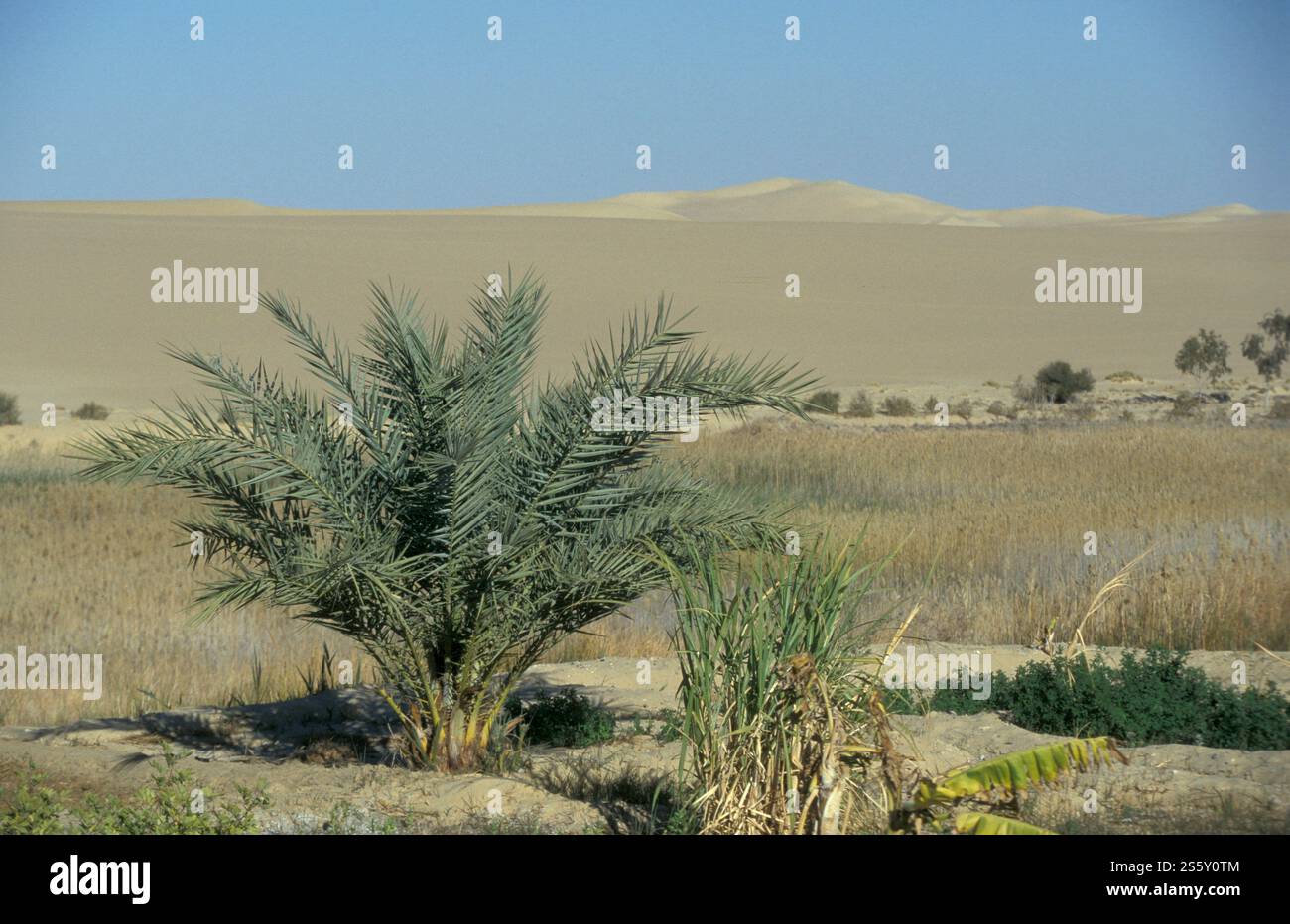 the Sand Dunes near the Oasis and Village of Siwa in the Libyan or ...