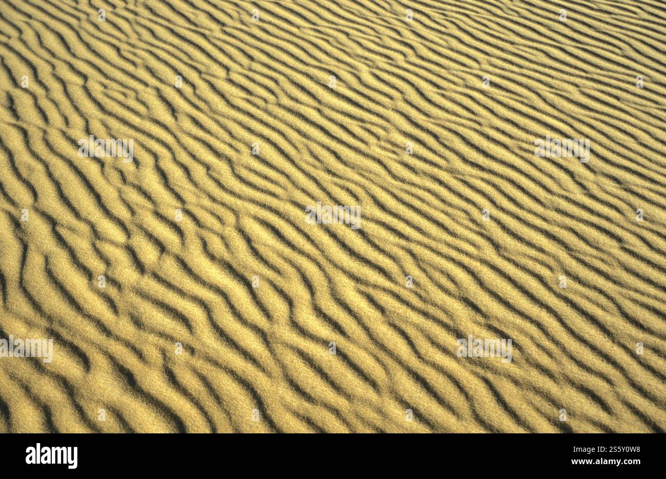 the Sand Dunes near the Oasis and Village of Siwa in the Libyan or ...