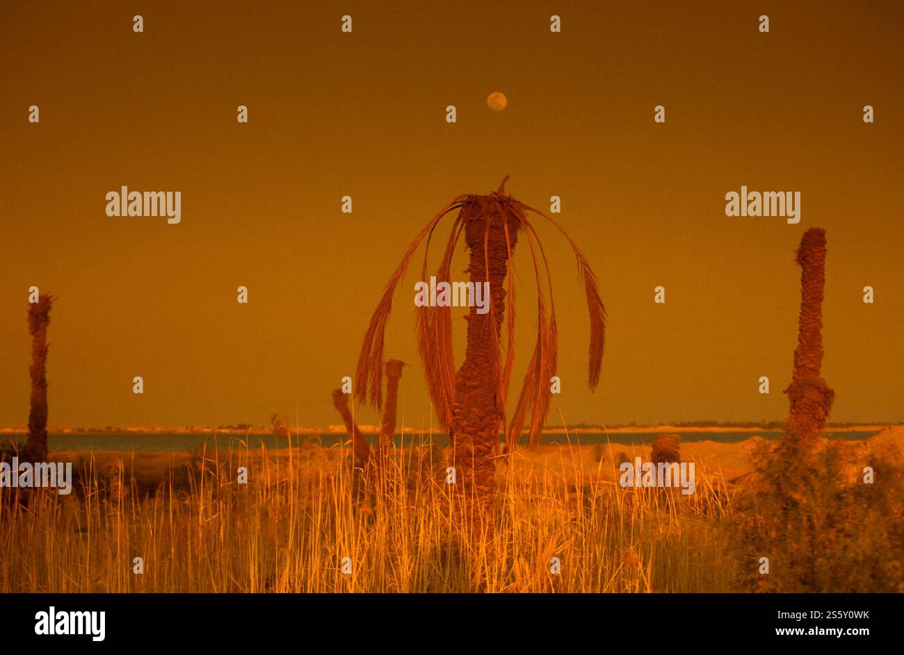 the Landscape and nature of the Salt Lake and Lake Siwa at the old ...