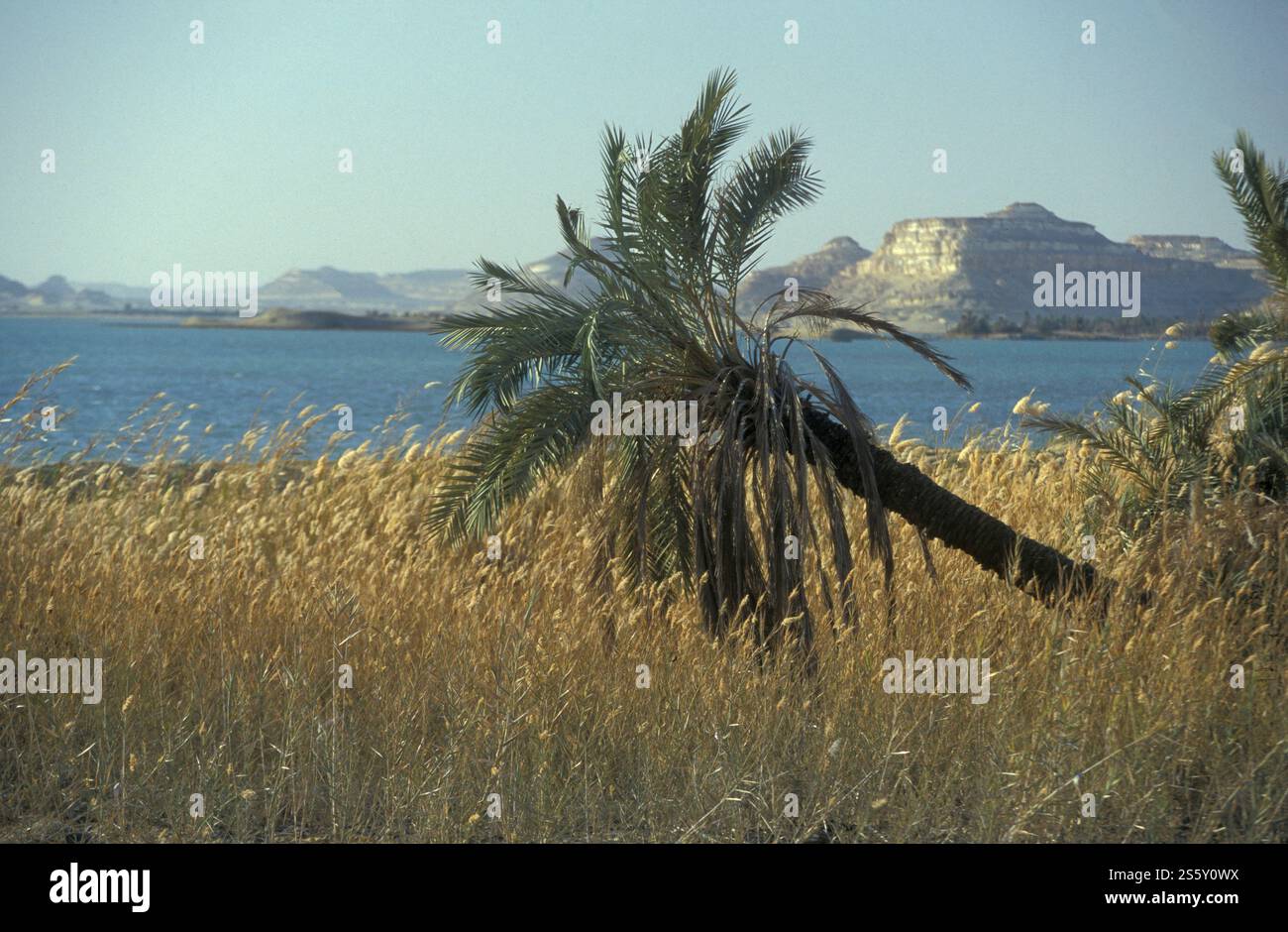 the Landscape and nature of the Salt Lake and Lake Siwa at the old ...