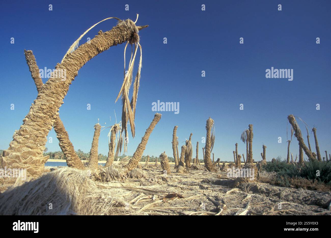 the Landscape and nature of the Salt Lake and Lake Siwa at the old ...
