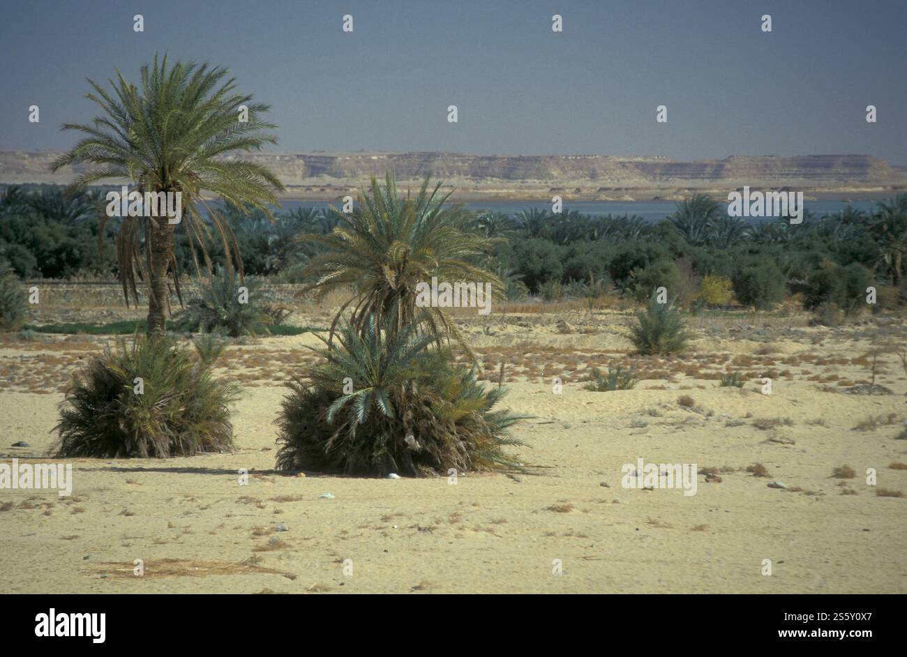 the Landscape and nature of the Salt Lake and Lake Siwa at the old ...