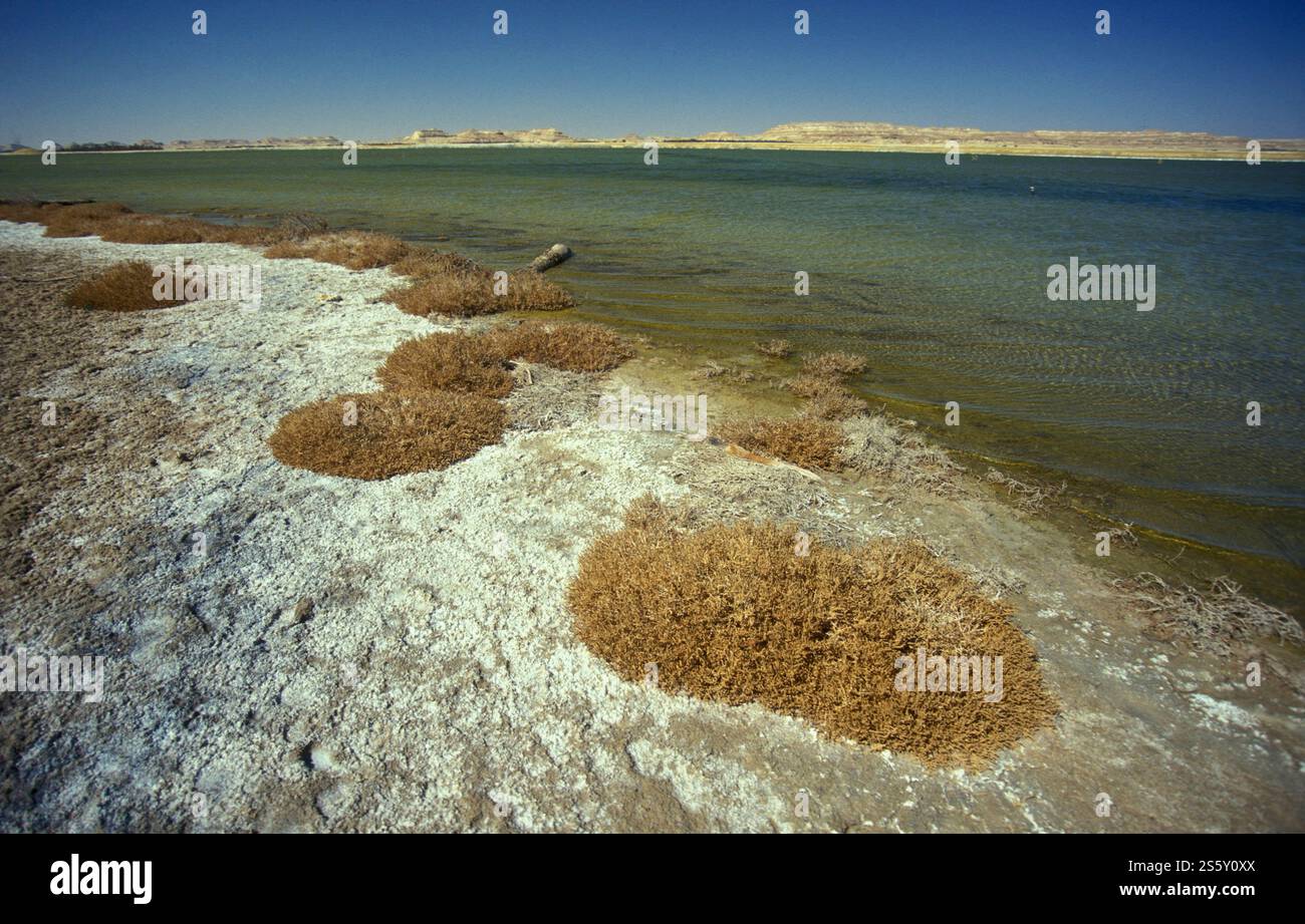 the Landscape and nature of the Salt Lake and Lake Siwa at the old ...
