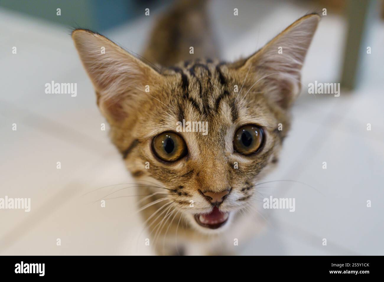 Little brown tabby kitten cute animals in house Stock Photo - Alamy