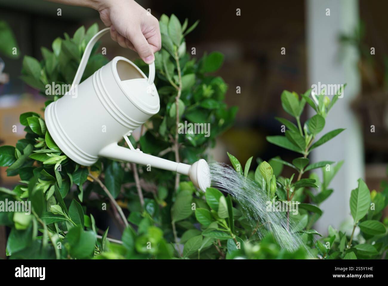 Man watering plants in his garden. Urban gardening watering fresh ...