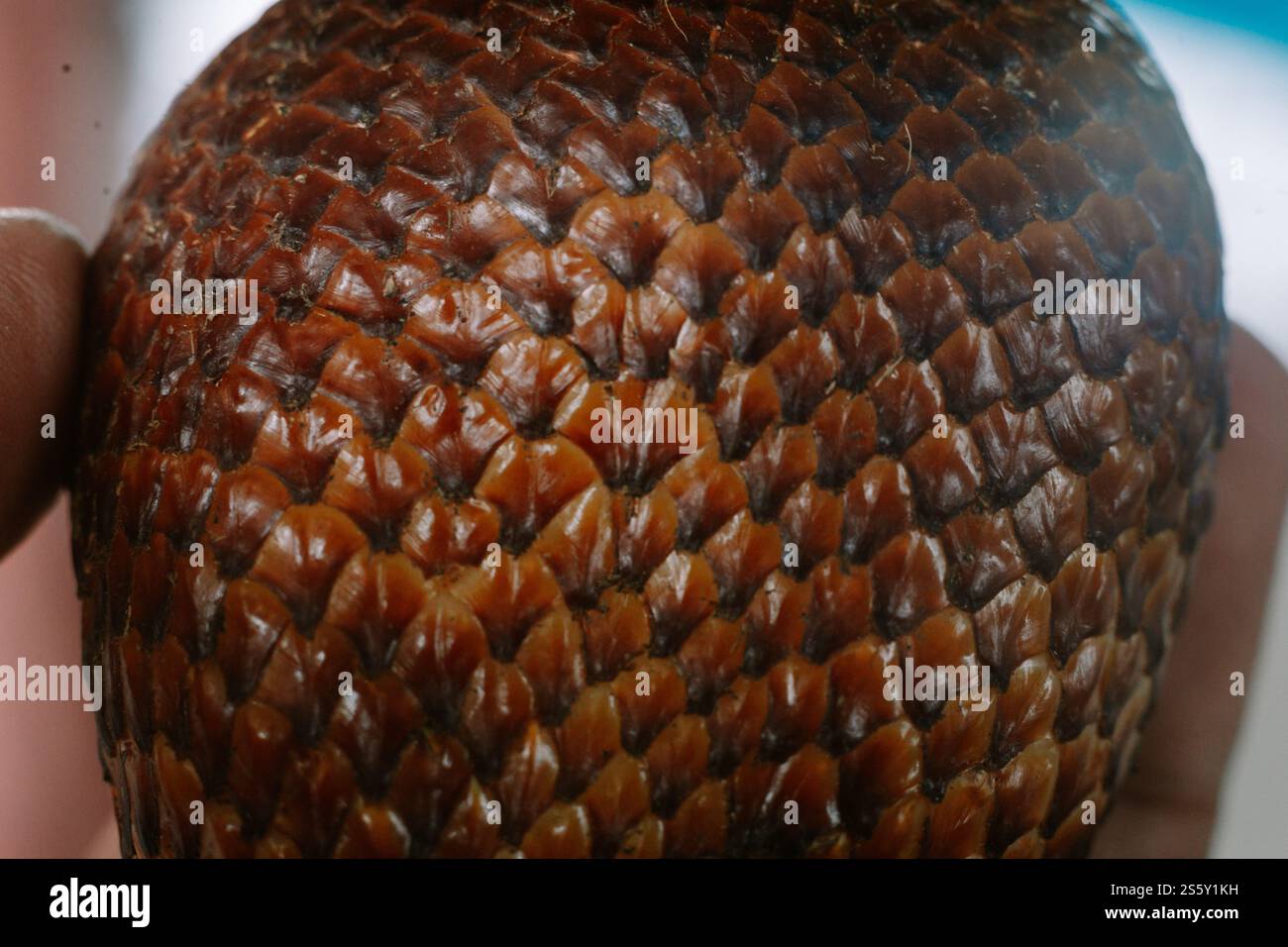 Detailed texture of the scaly brown skin of a salak fruit, also known ...