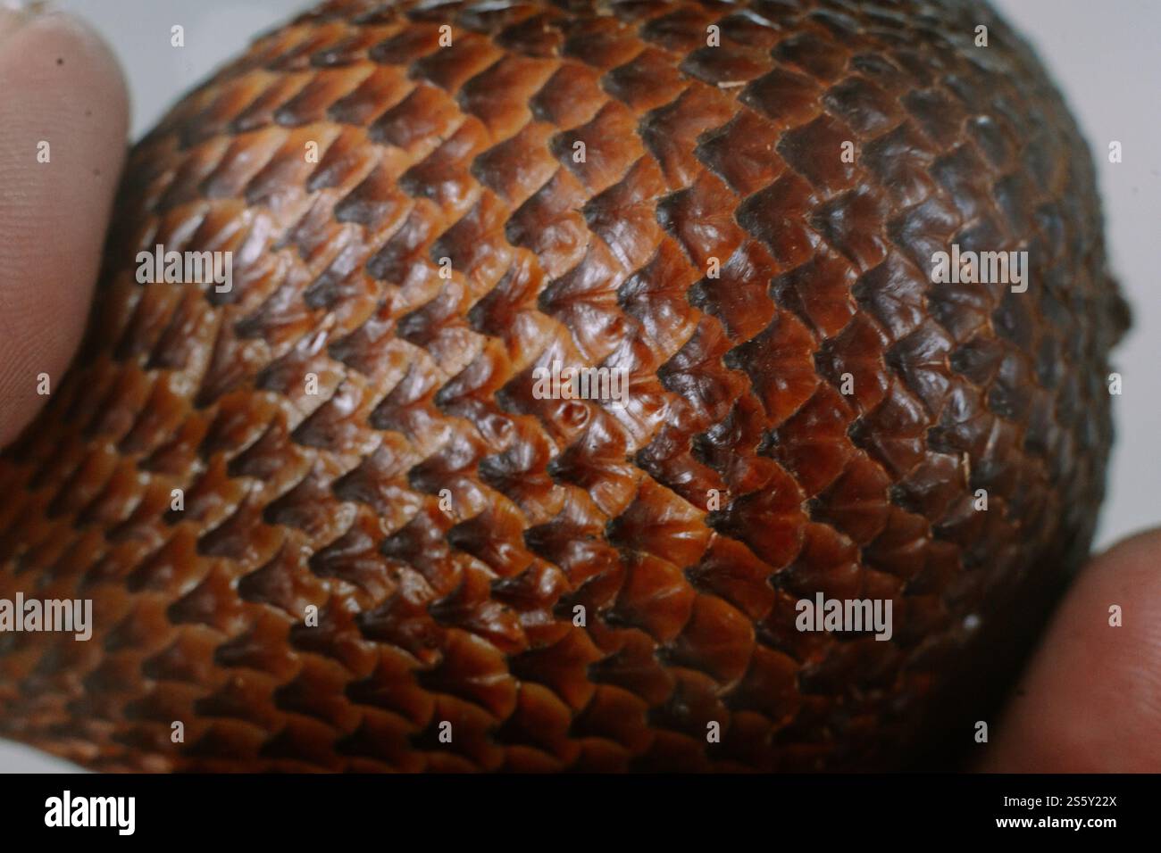 Detailed texture of the scaly brown skin of a salak fruit, also known ...